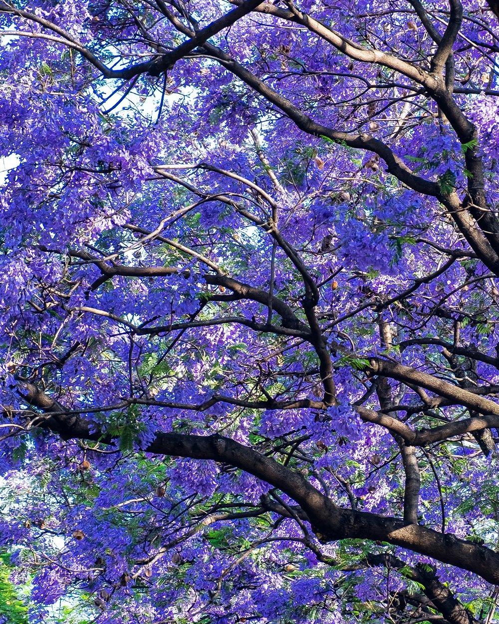 Jacaranda Bloom 高级珠宝套装 | 灵感源自自然的钻石与珐琅之美 | De Beers 戴比尔斯中国官网